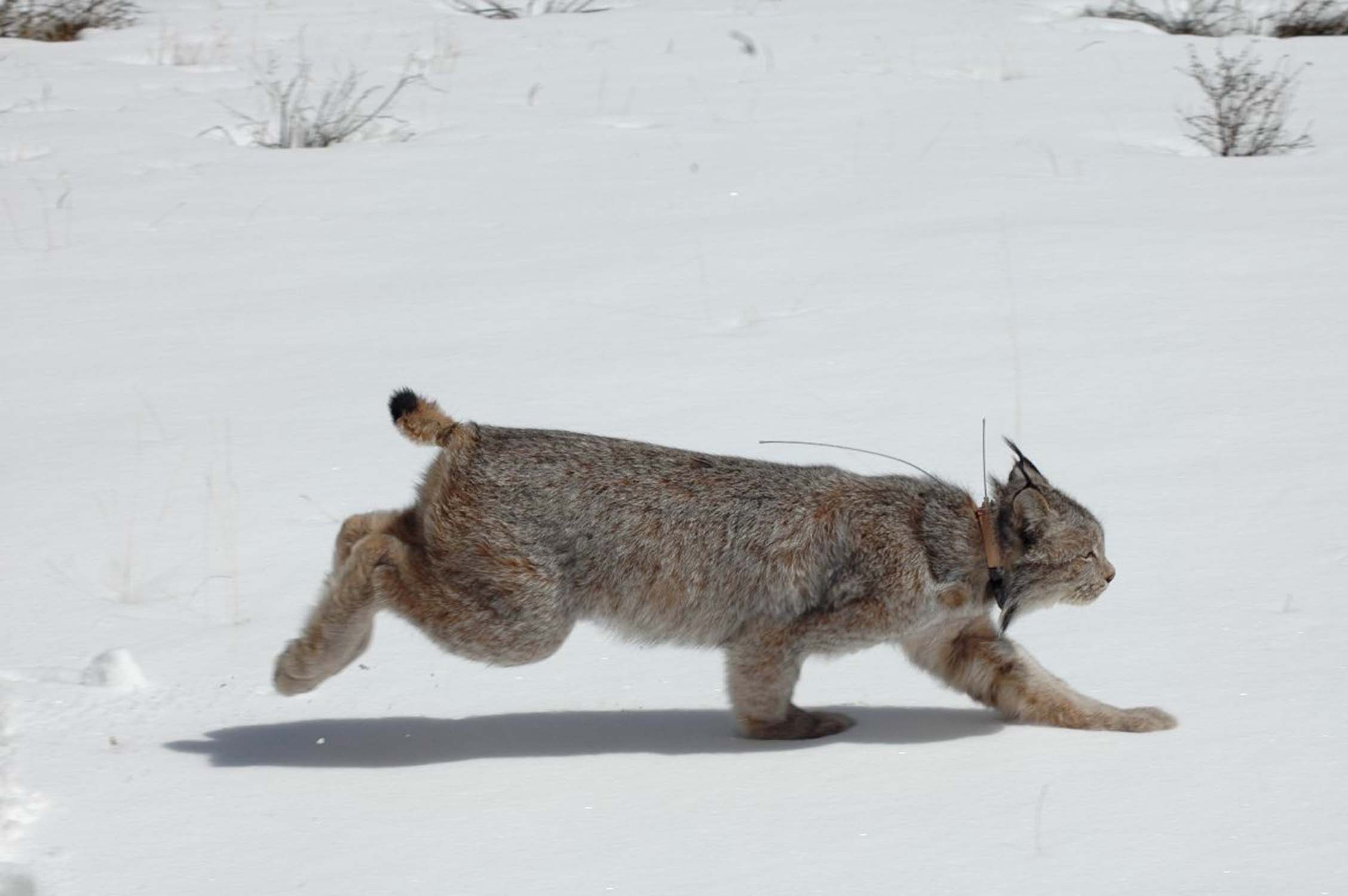 Lynx reintroduced 20 years ago in Colorado; CPW monitoring shows stable ...