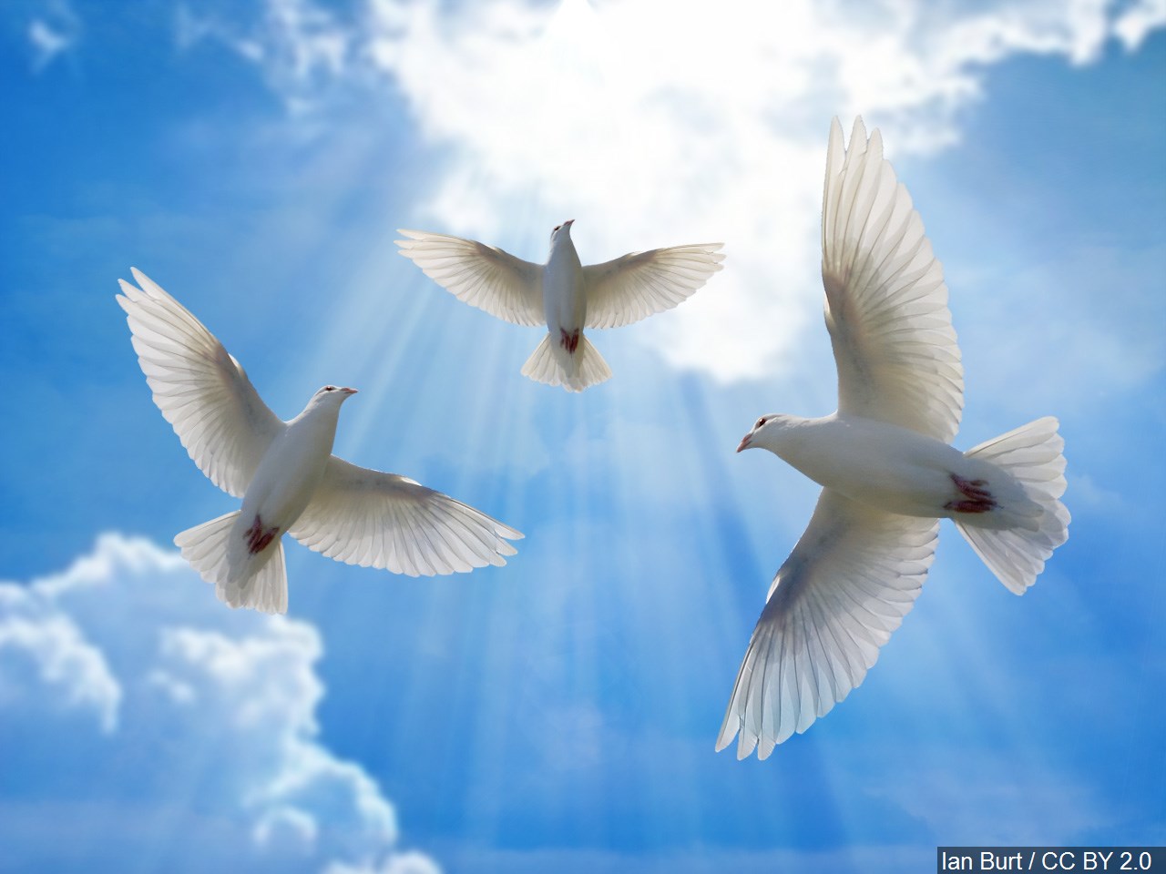 17th Judicial District Attorney’s Office to Release Doves in Honor of ...