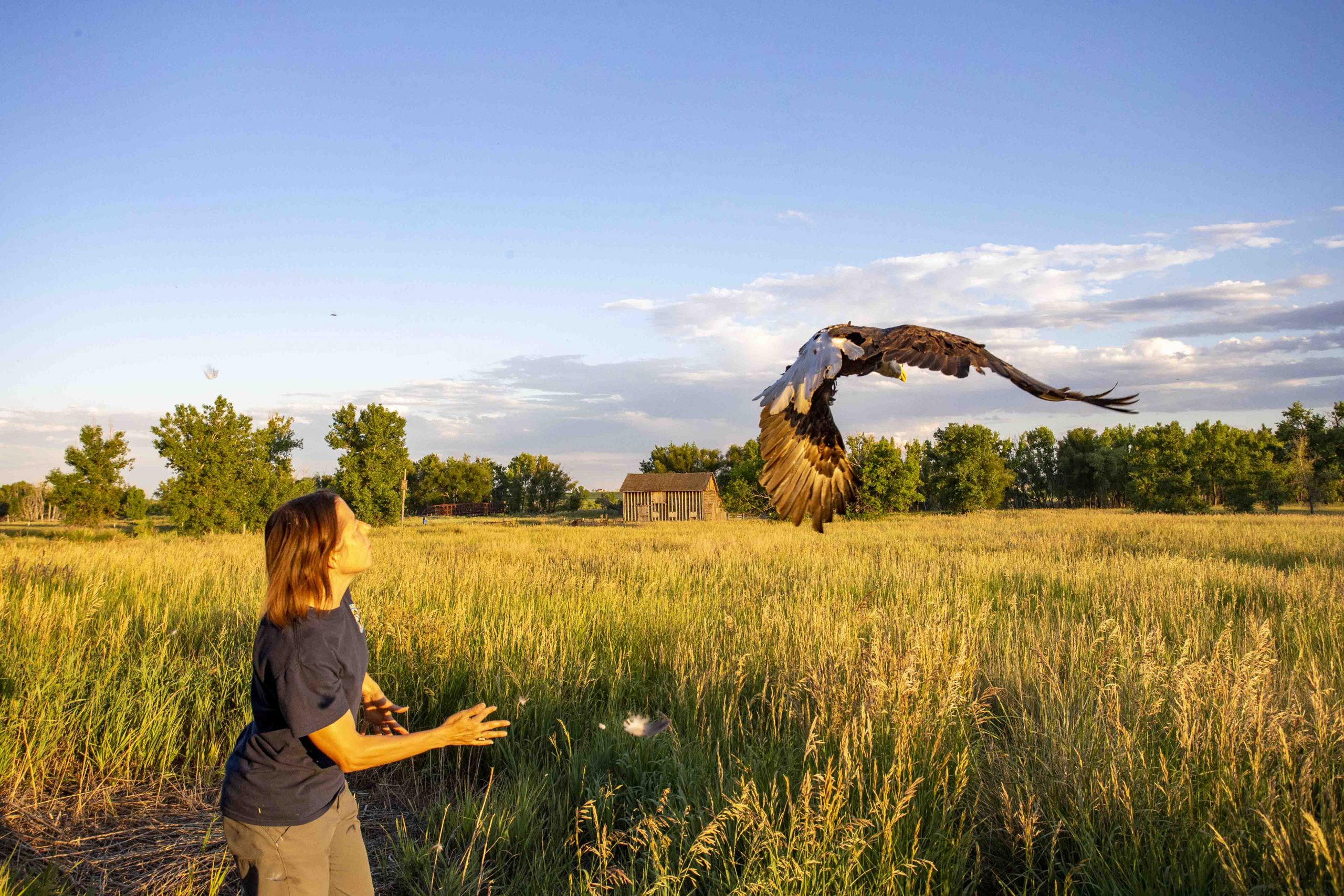 Researchers and biologists begin study of bald eagles along Colorado’s ...