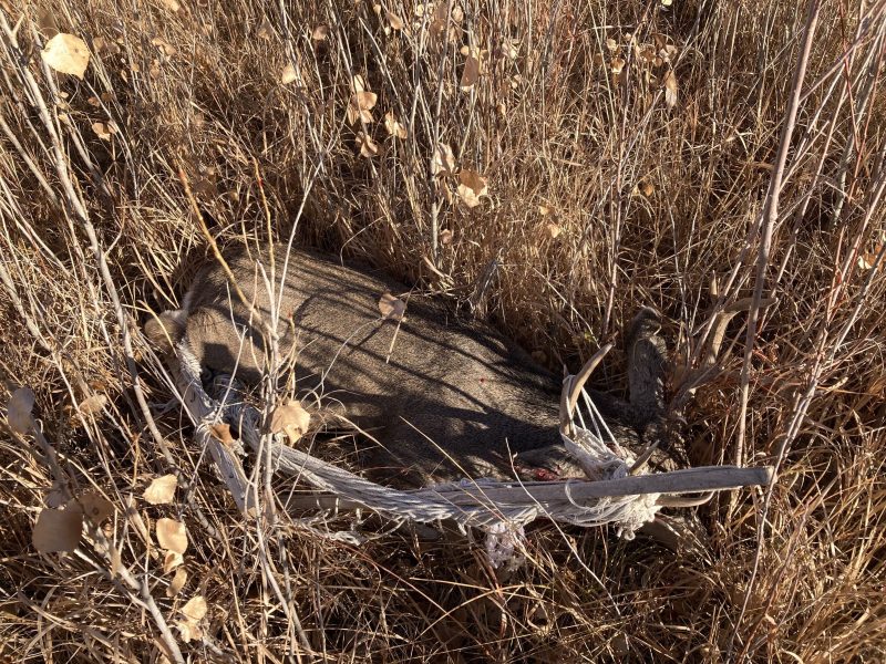 Remove tangle hazards from yards to protect wildlife – The I-70 Scout ...