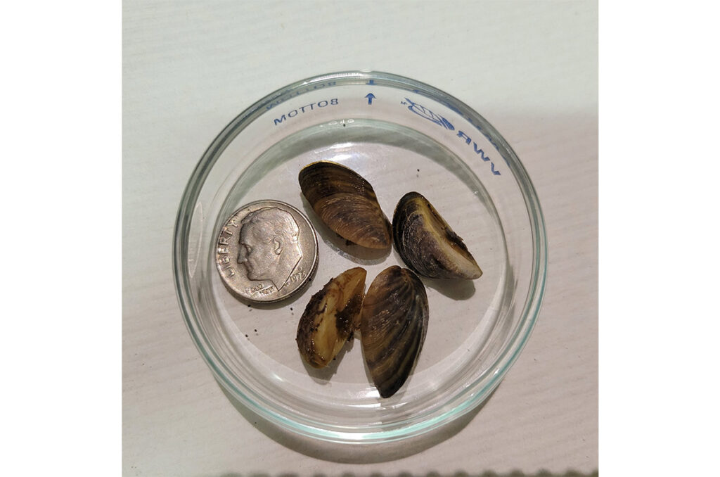 Additional invasive zebra mussels found at Highline Lake State Park ...
