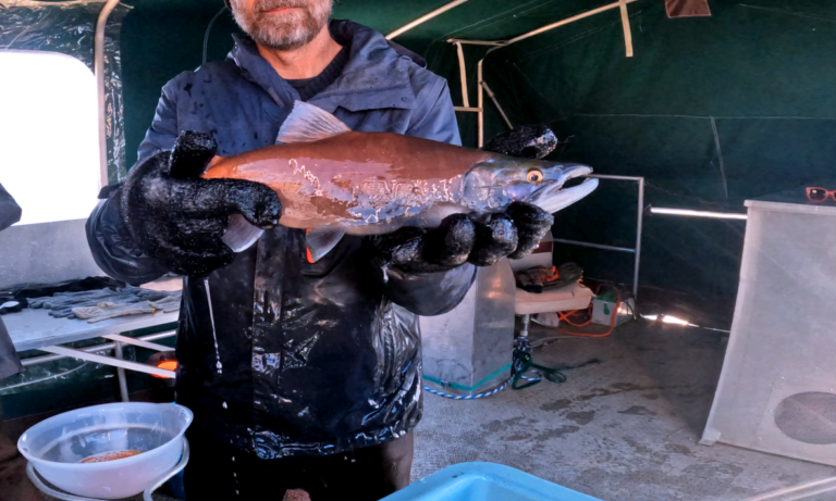 CPW celebrates another successful year spawning kokanee salmon at ...