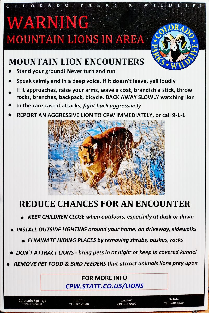 Man suffers minor injuries in mountain lion attack; CPW searching for ...